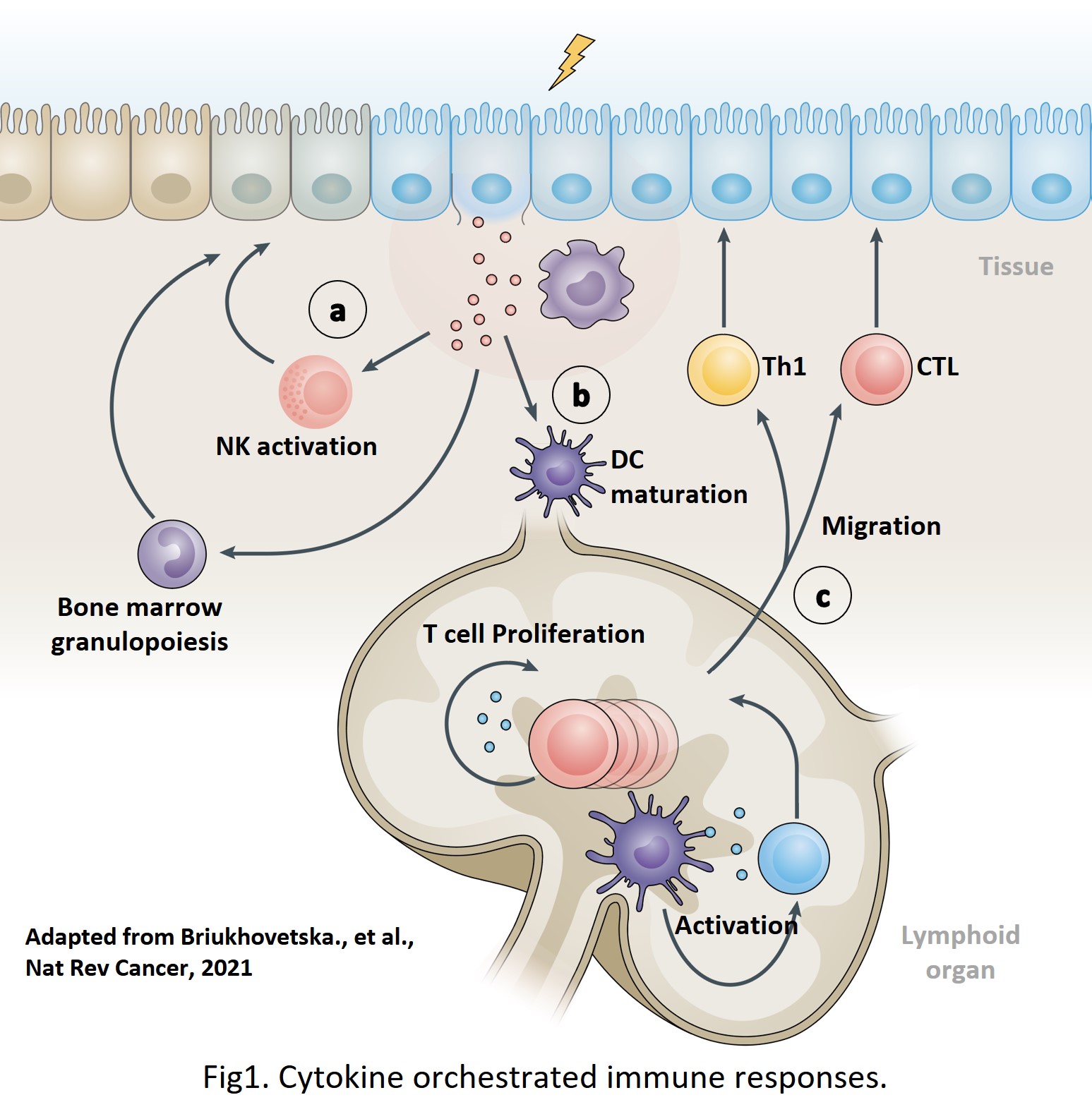 Research – Zhou Lab