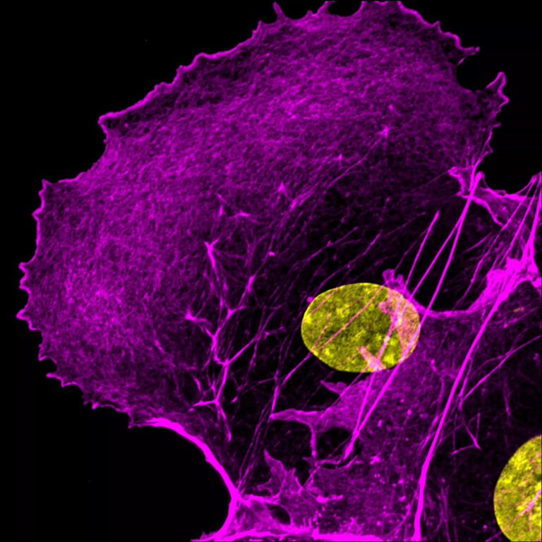 Gallery – The Zhou Lab @Westlake U | Tissue Immunology